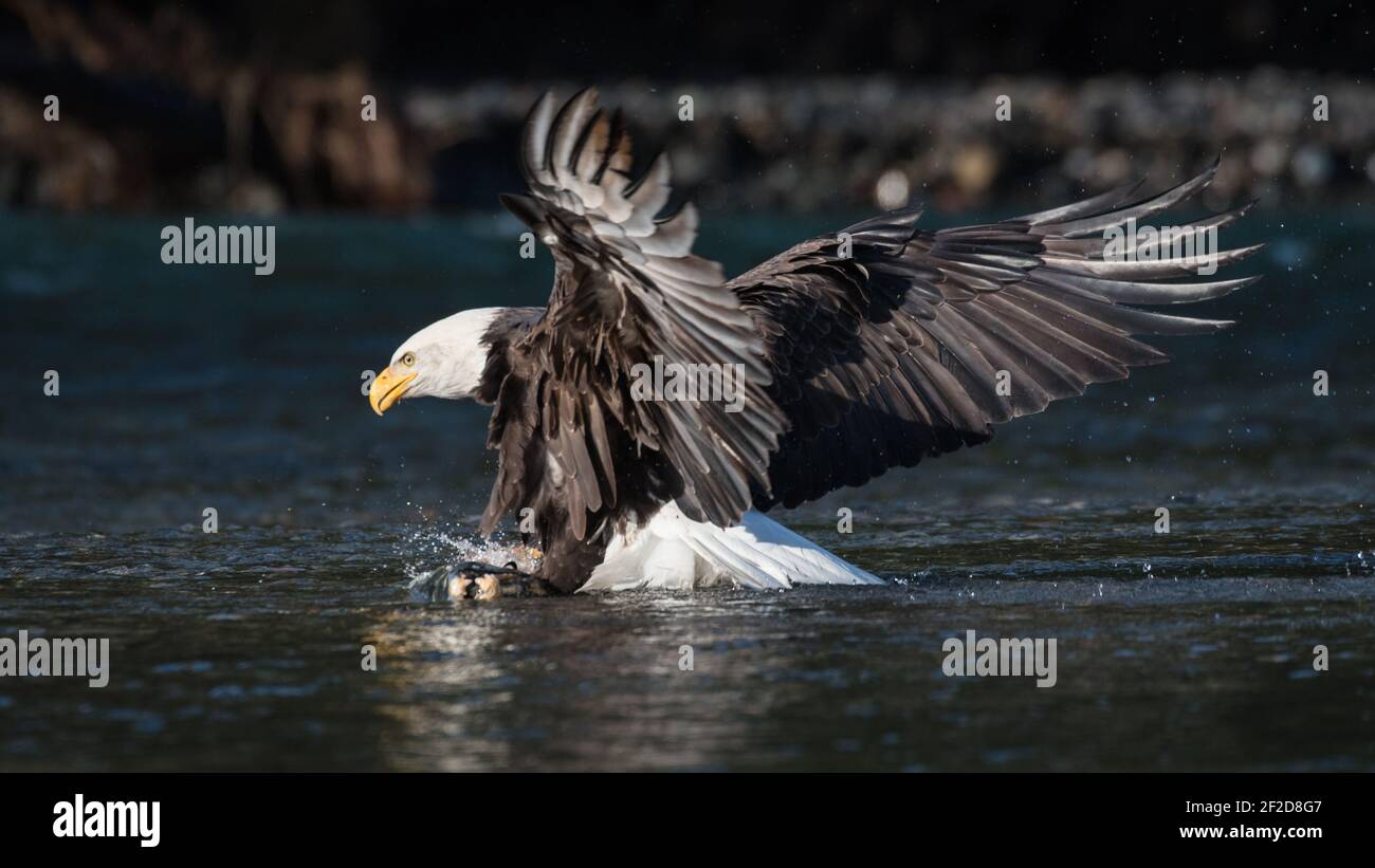 Bald eagle landing on a chum salmon in the Nooksack River in Northwest ...
