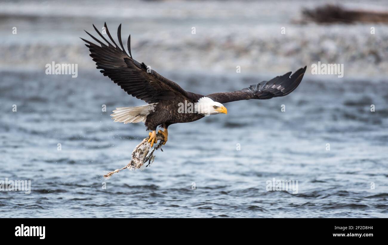 Bald eagle flying with salmon parts above the Nooksack River in Western ...