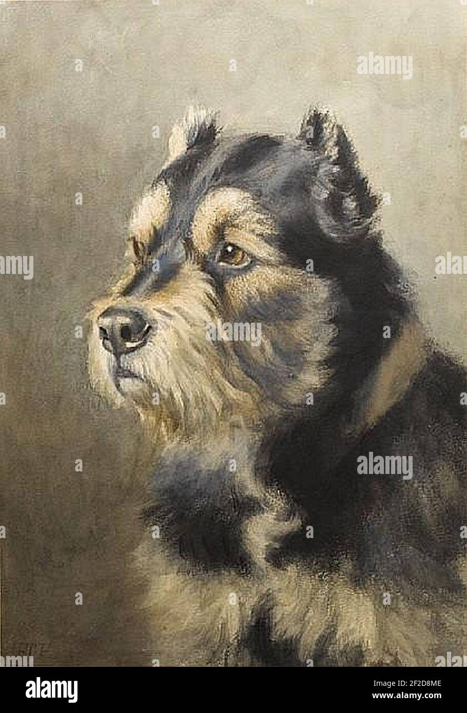 Portrait of a Welsh Terrier by Frances C. Fairman Stock Photo - Alamy