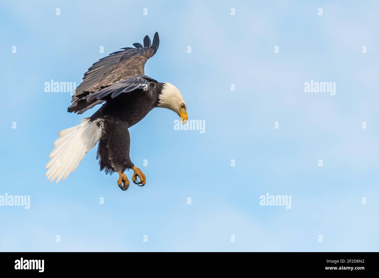 Eagle feet hi-res stock photography and images - Alamy