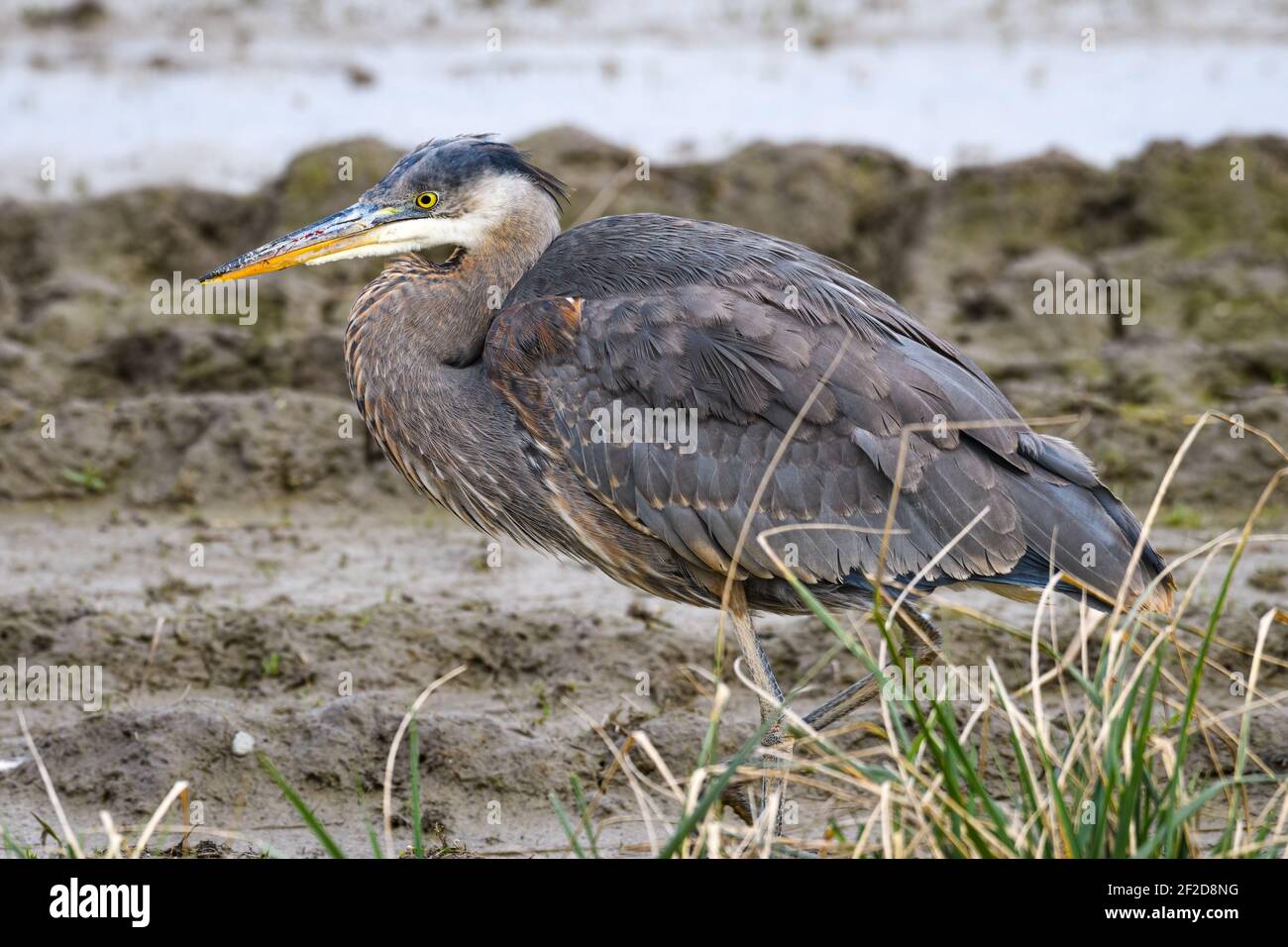 Muddy ditch hi-res stock photography and images - Alamy