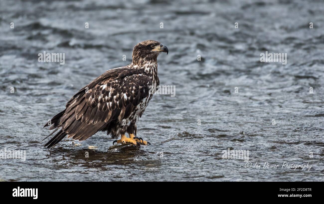 American bald eagle standing on hi-res stock photography and images - Alamy