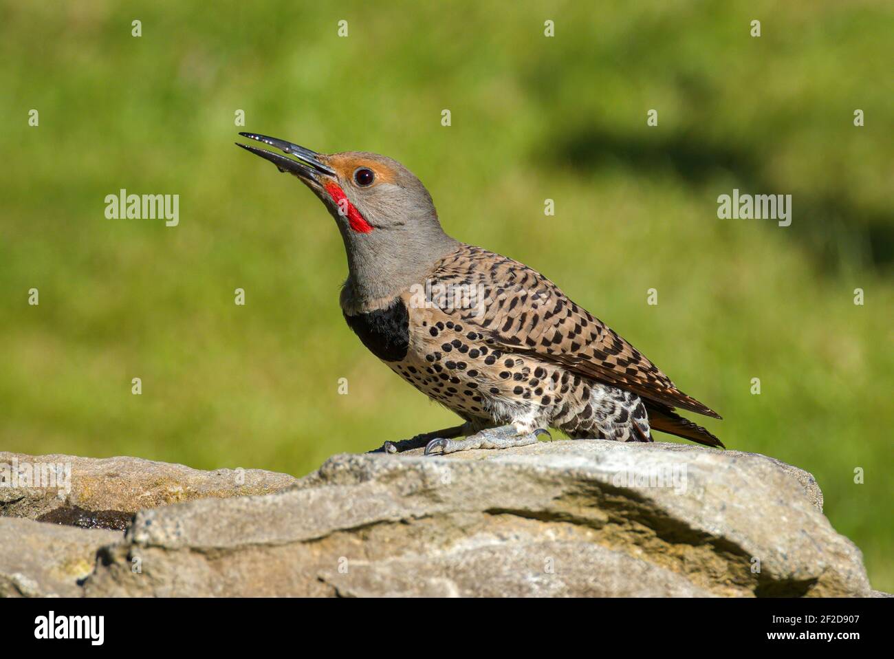 Male Northern Flicker on rock pile with water droplets on bill and red ...