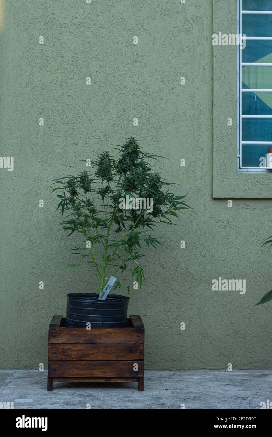 Weed texture hi-res stock photography and images - Alamy