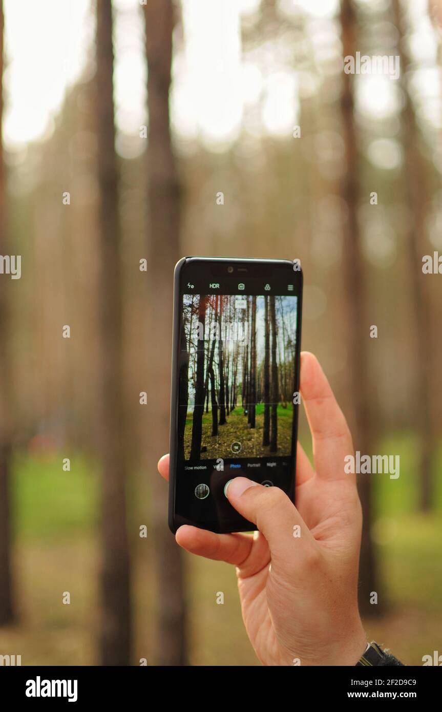 Man is taking a photo of pine trees in forest with his smartphone ...