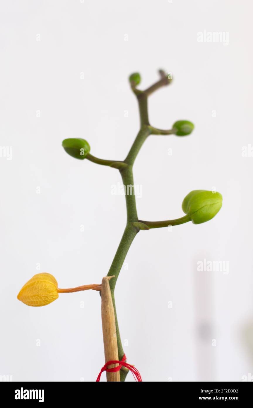 A selective focus shot of orchid sprouts and the trunk being knotted to ...