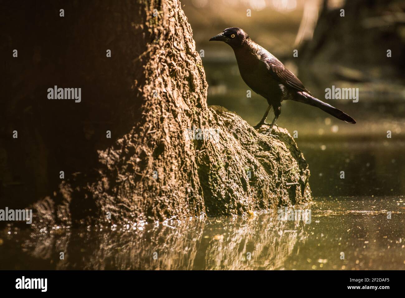 A common grackle bird (Quiscalus quiscula) on a cypress tree in a swamp ...
