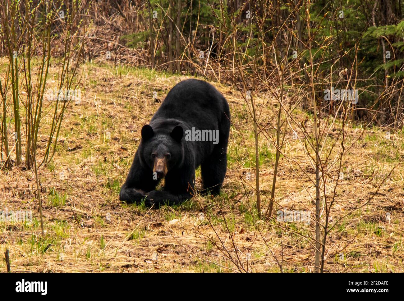 Black bear kneeling on front legs, eating spring grass in the Stikine ...