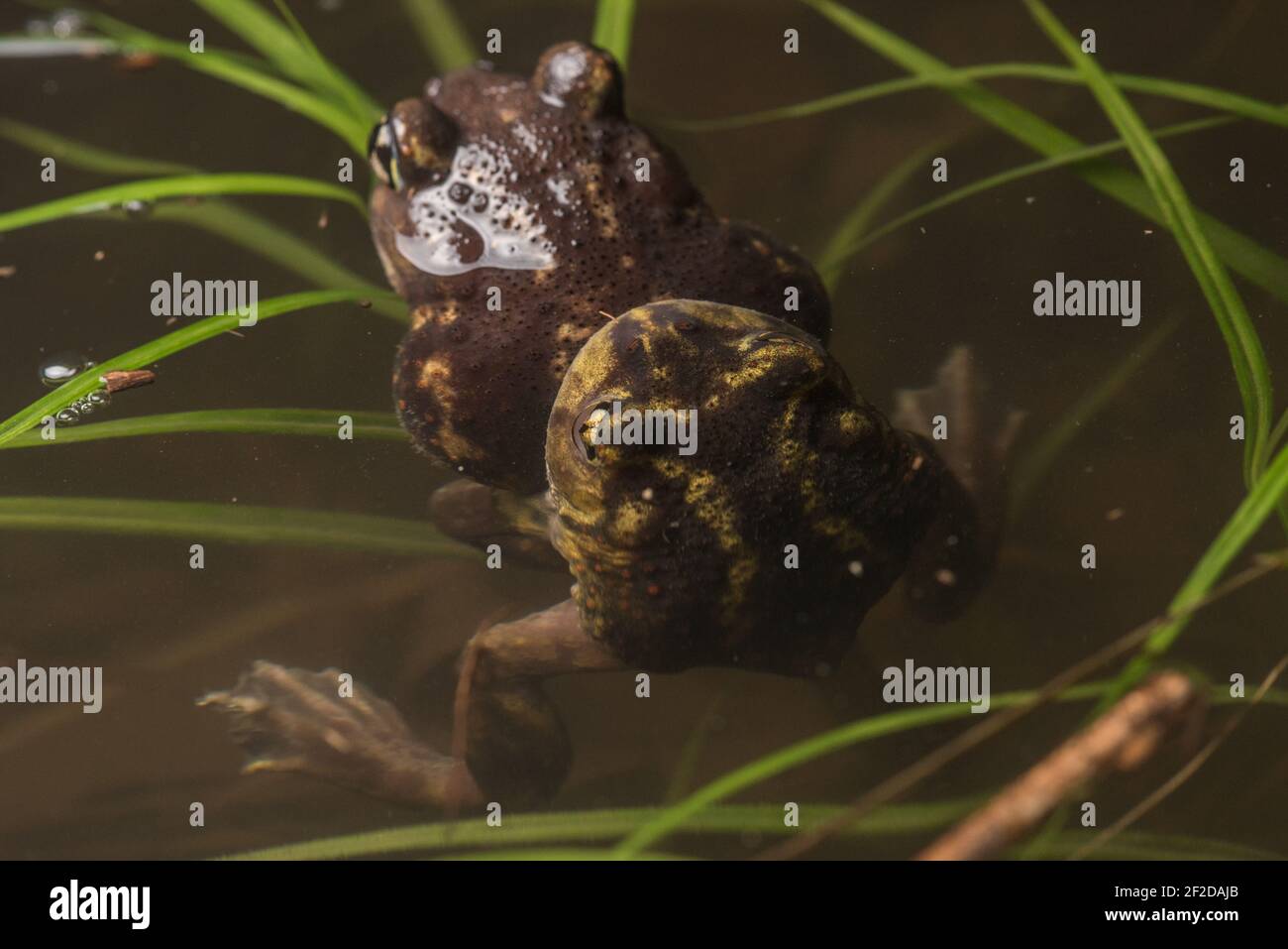 A breeding pair of eastern spadefoot toads (Scaphiopus holbrookii) in ...