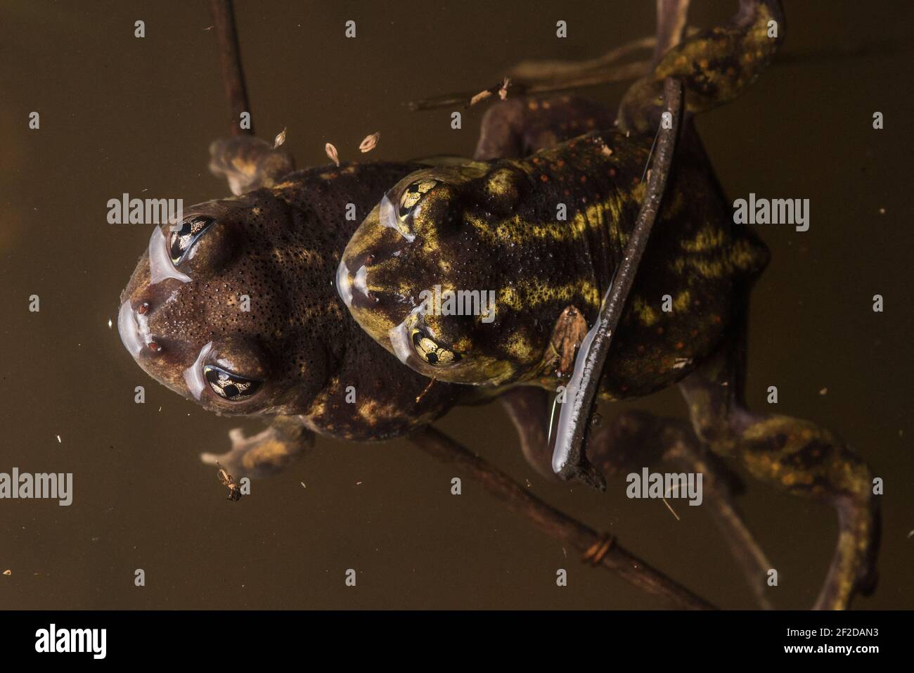 A breeding pair of eastern spadefoot toads (Scaphiopus holbrookii) in ...