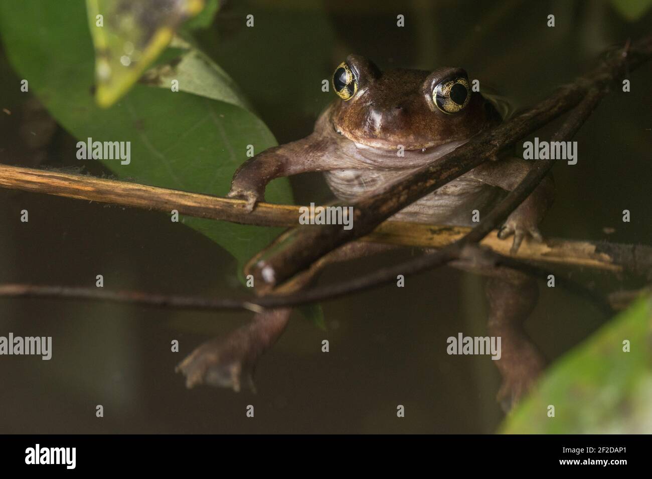 An active eastern spadefoot toad (Scaphiopus holbrookii) floating in a ...