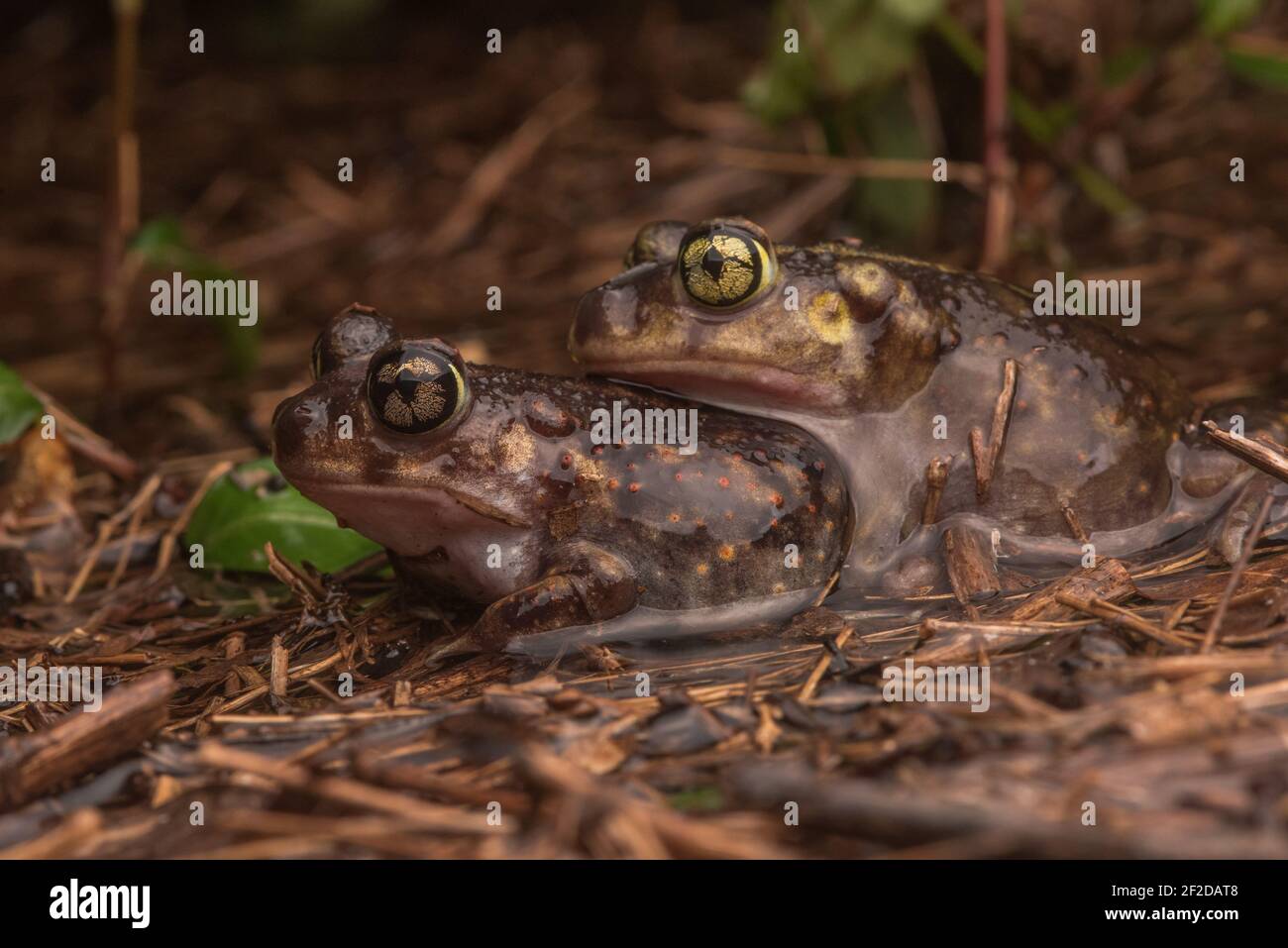 Toad laying eggs hi-res stock photography and images - Alamy