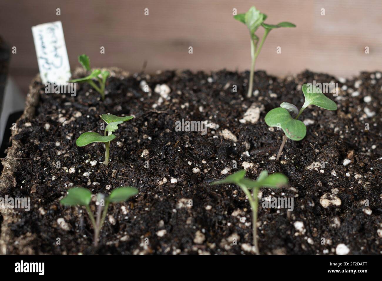 Cabbage starts in a 6-pack tray Stock Photo - Alamy