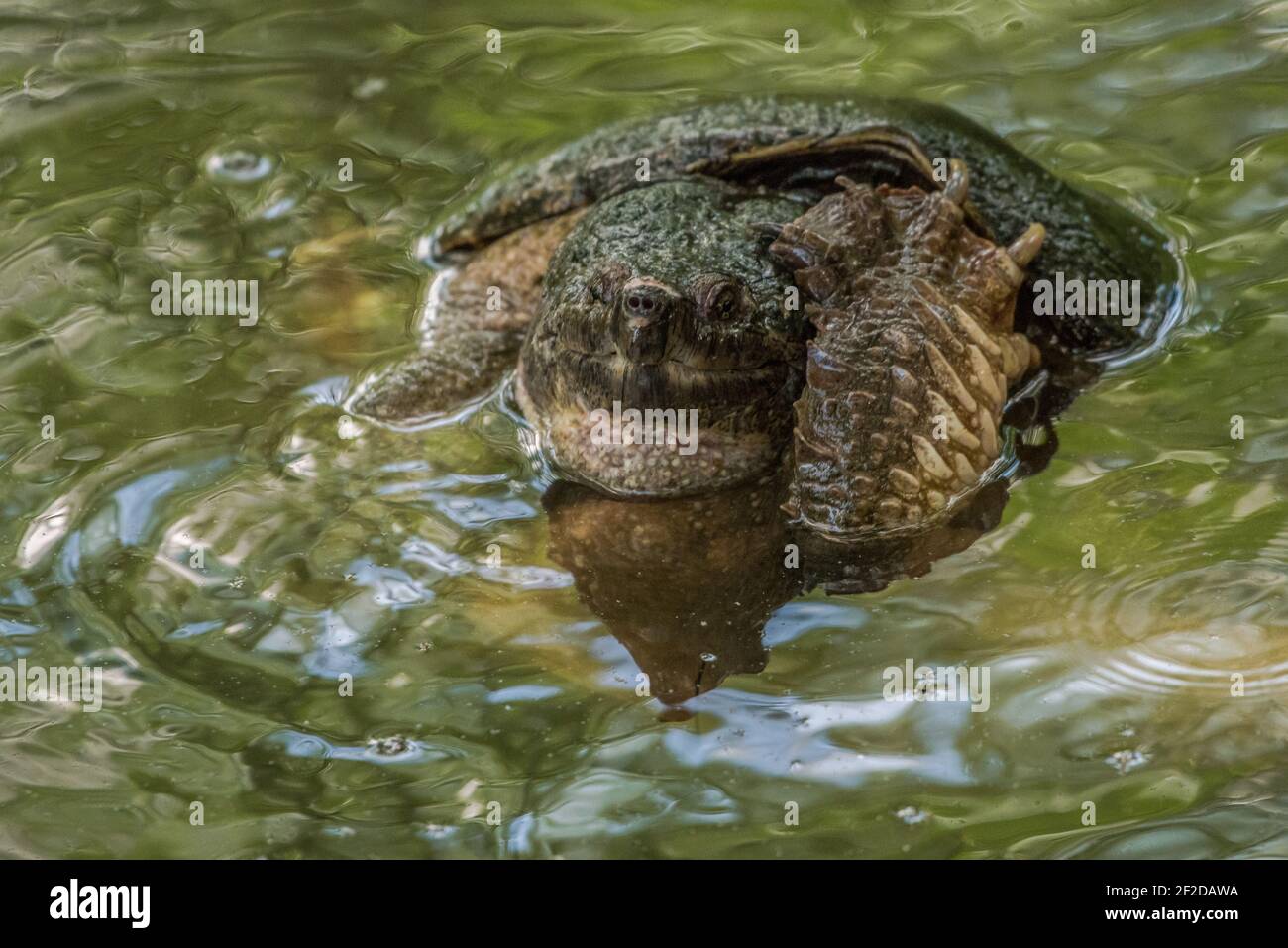 Common snapping turtles (Chelydra serpentina) wrestling in the shallows ...