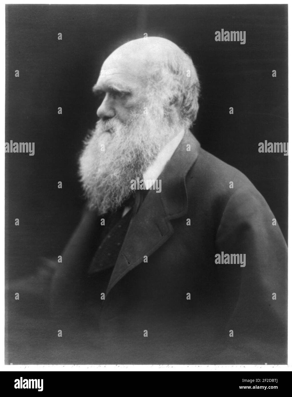 Portrait of Charles Darwin Stock Photo - Alamy