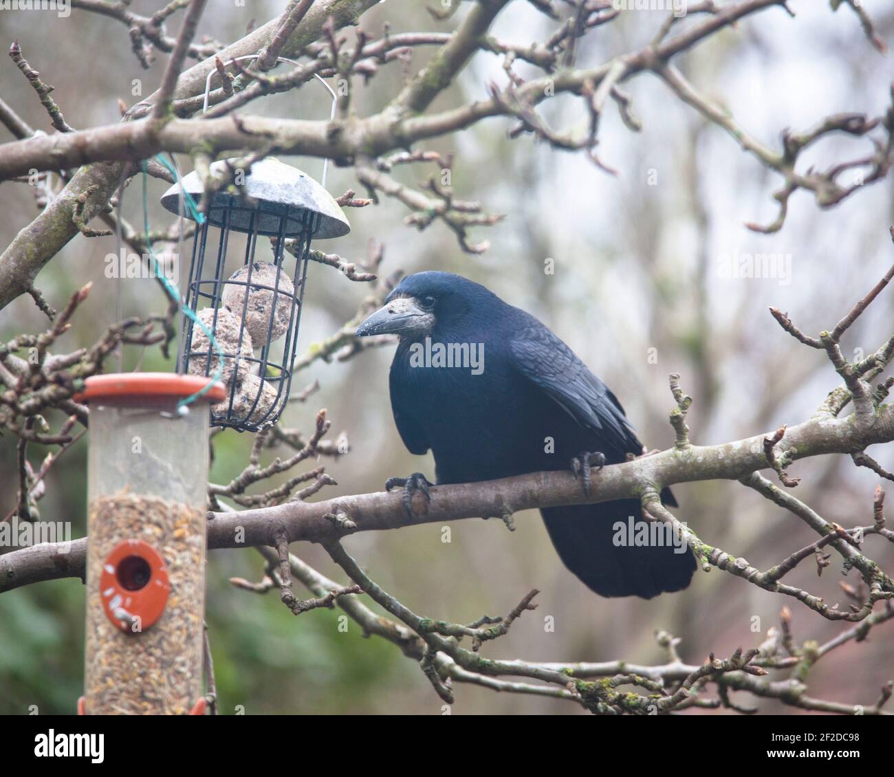 Rook on bird feeder hi-res stock photography and images - Alamy