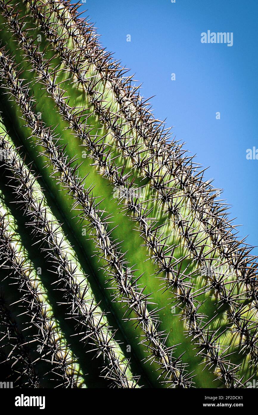 Close up of the ribs and spines of a saguaro cactus with blue sky ...