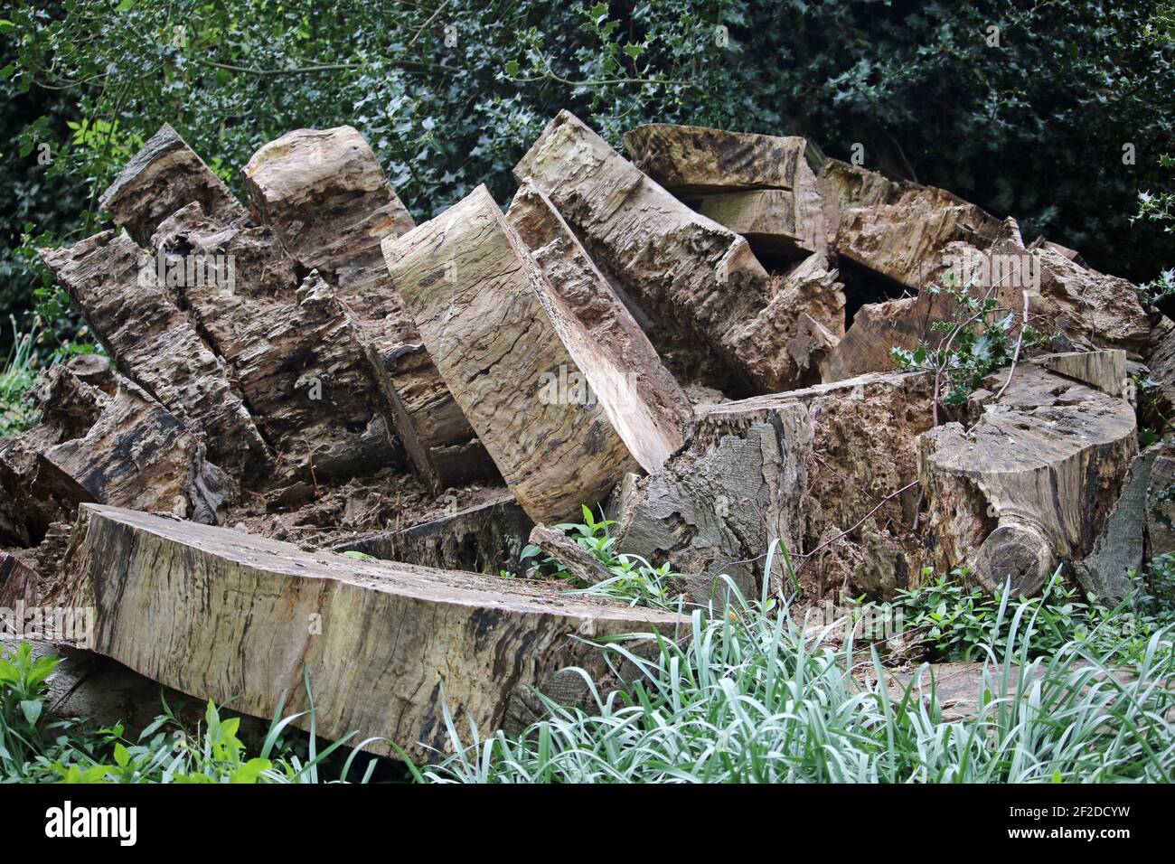 Stack of cut tree trunk rings left to rot and decay naturally in a pile ...