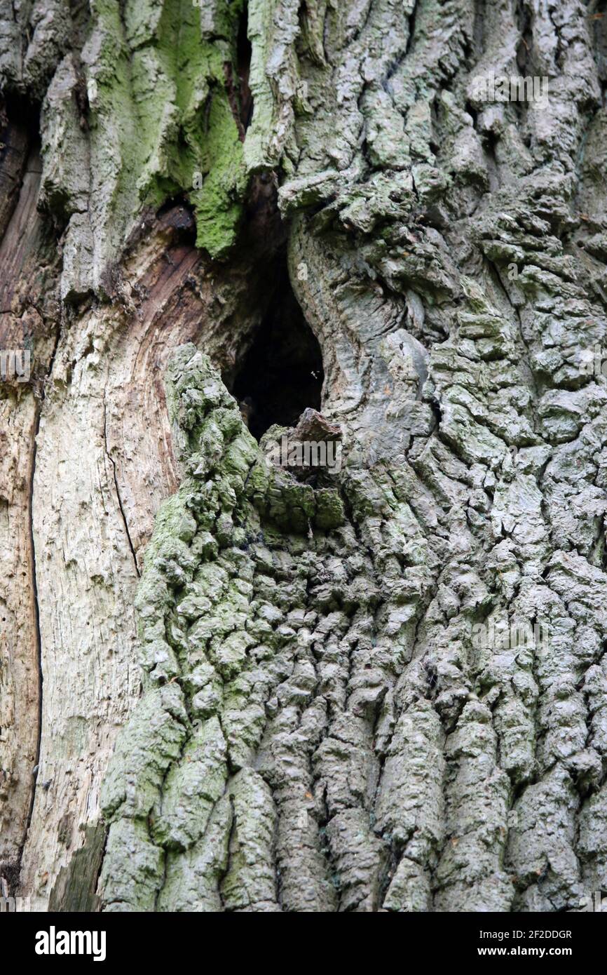 Old tree surgery branch pruning wound scar where the bark has healed ...