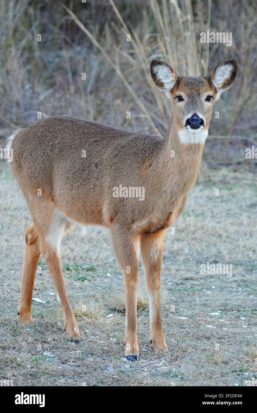 Wild deer on the side of the road in the Sandy Hook Gateway National ...