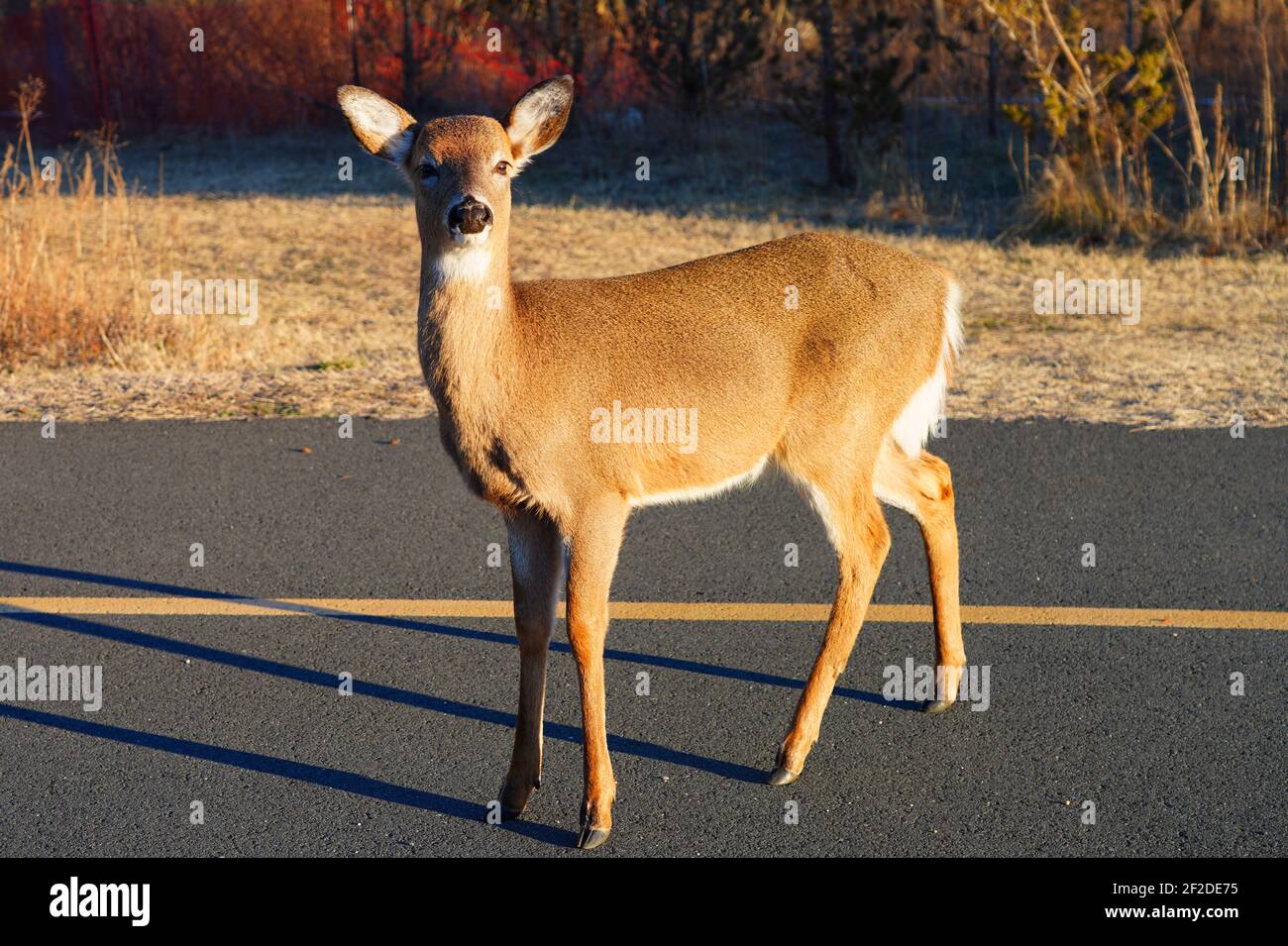 Wild deer on the side of the road in the Sandy Hook Gateway National ...