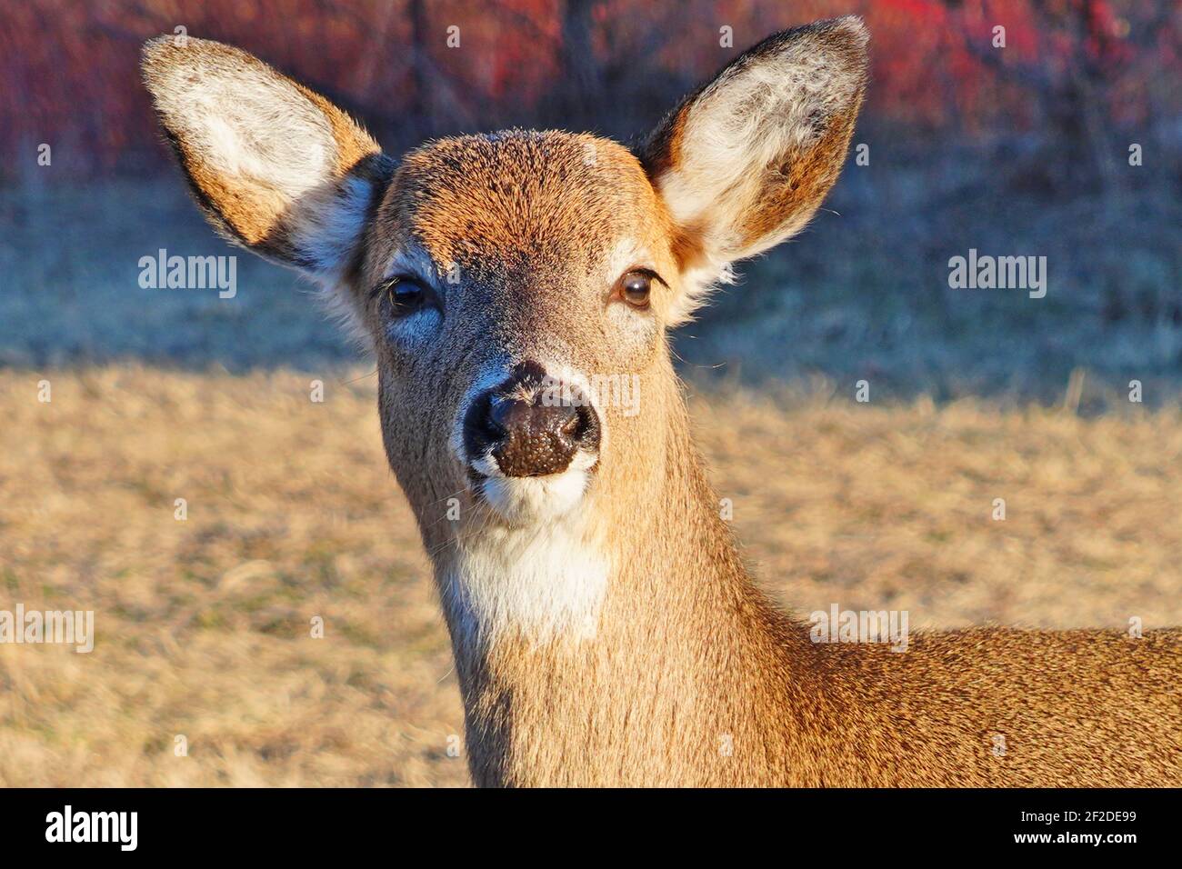 Wild deer on the side of the road in the Sandy Hook Gateway National ...