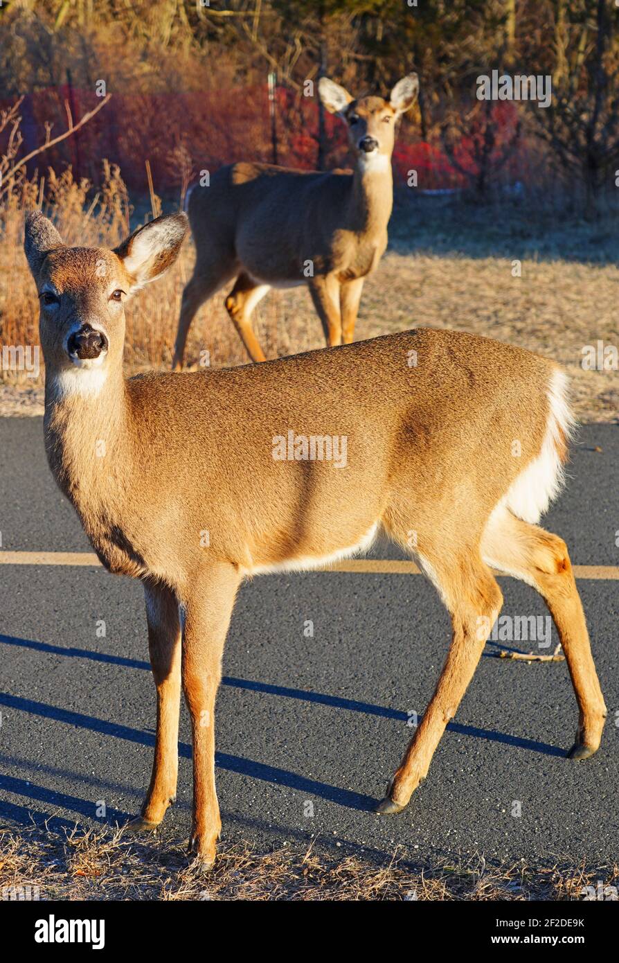 Wild deer on the side of the road in the Sandy Hook Gateway National ...
