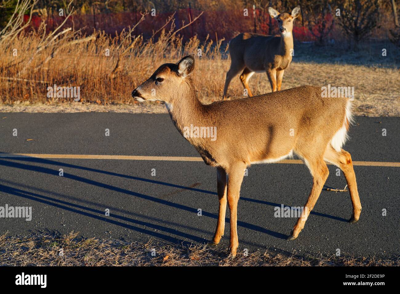 Wild deer on the side of the road in the Sandy Hook Gateway National ...