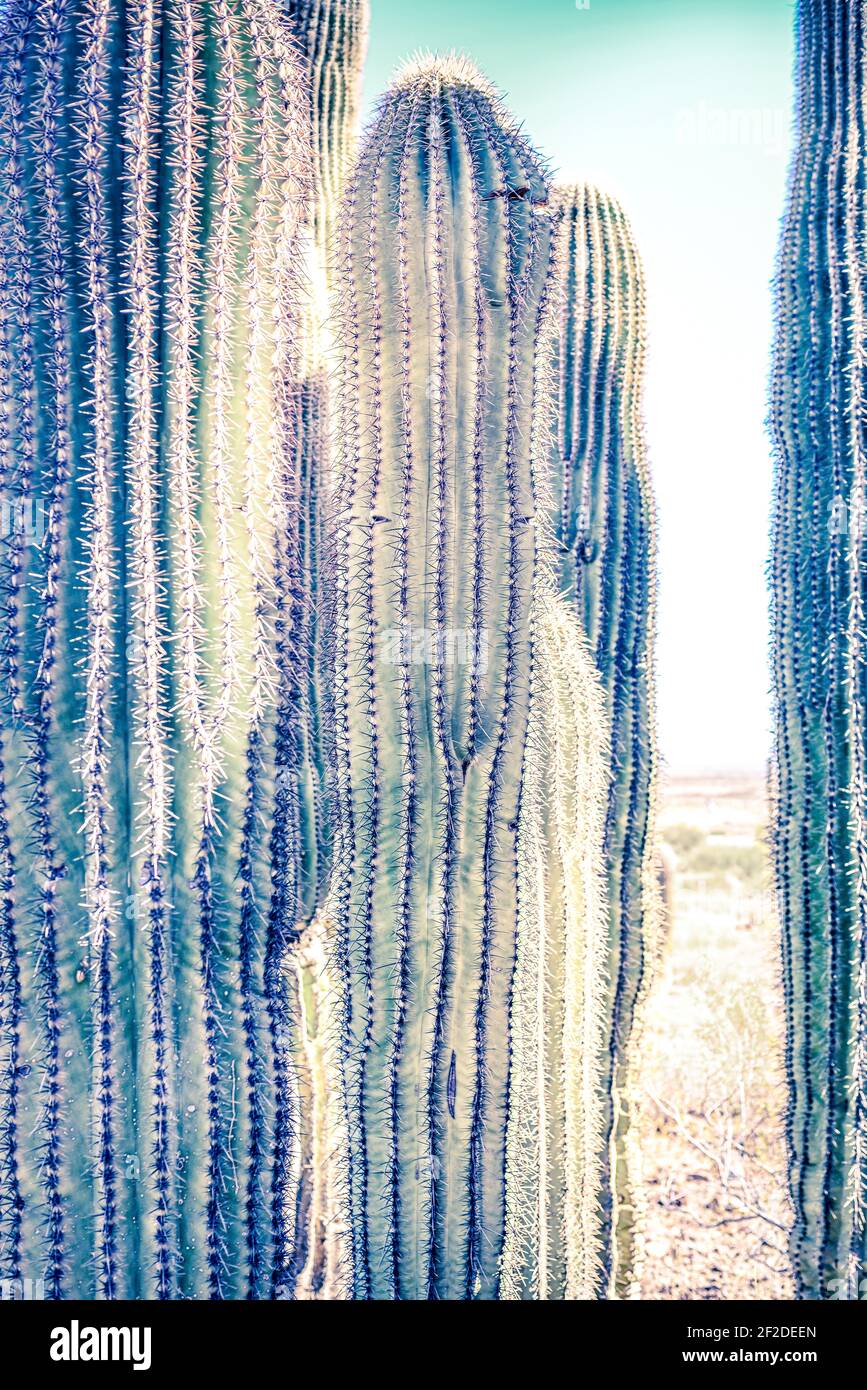 Pale green and soft colors of a group of Saguaro cacti spears with ...