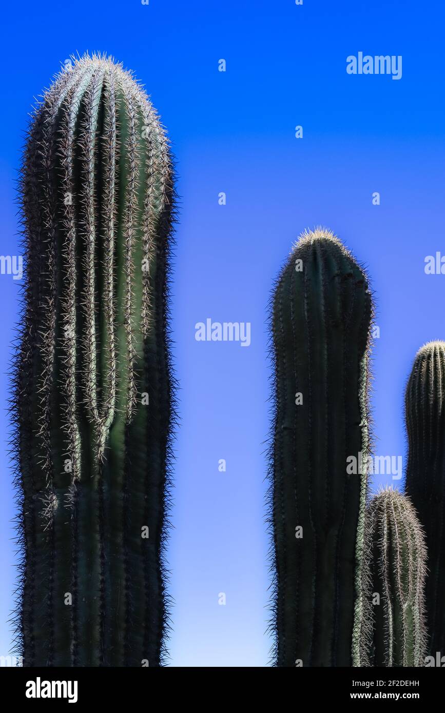 Close up of spines and ribs of Saguaro cacti spears with several in ...