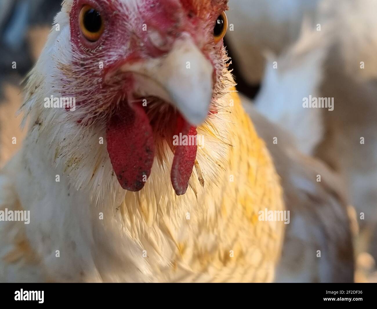 closeup photo of chicken face Stock Photo - Alamy