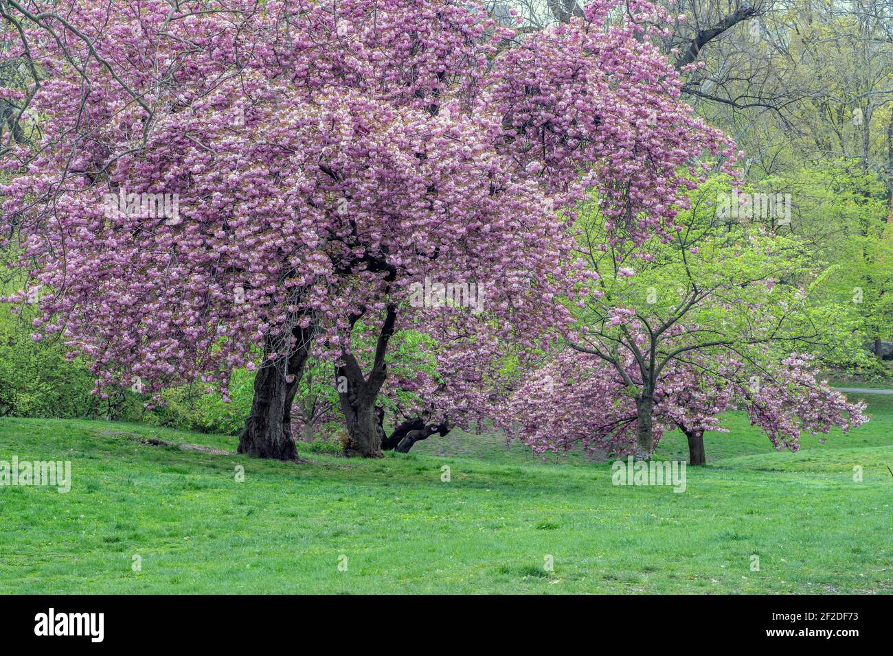 Spring in Central Park, New York City Stock Photo - Alamy