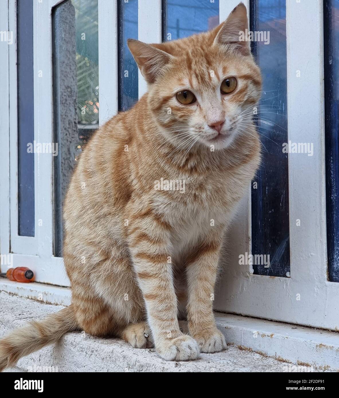 photo of beautiful homeless cat Stock Photo - Alamy