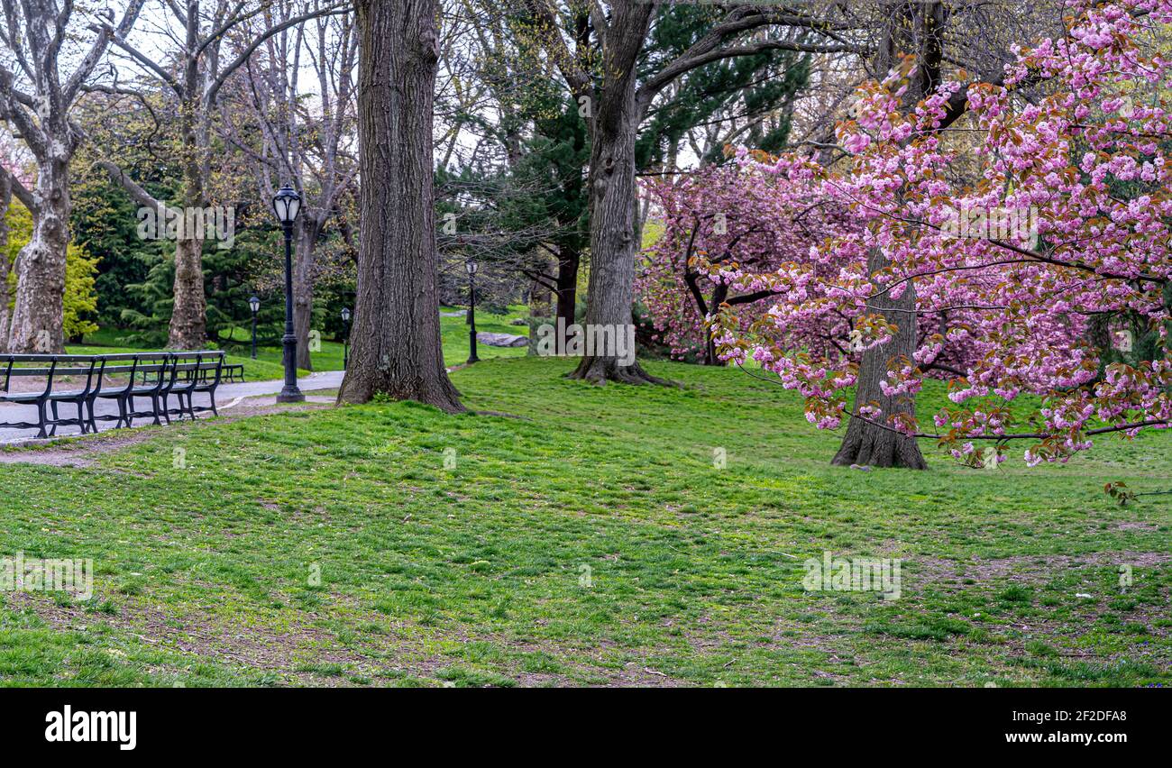 Spring in Central Park, New York City Stock Photo - Alamy
