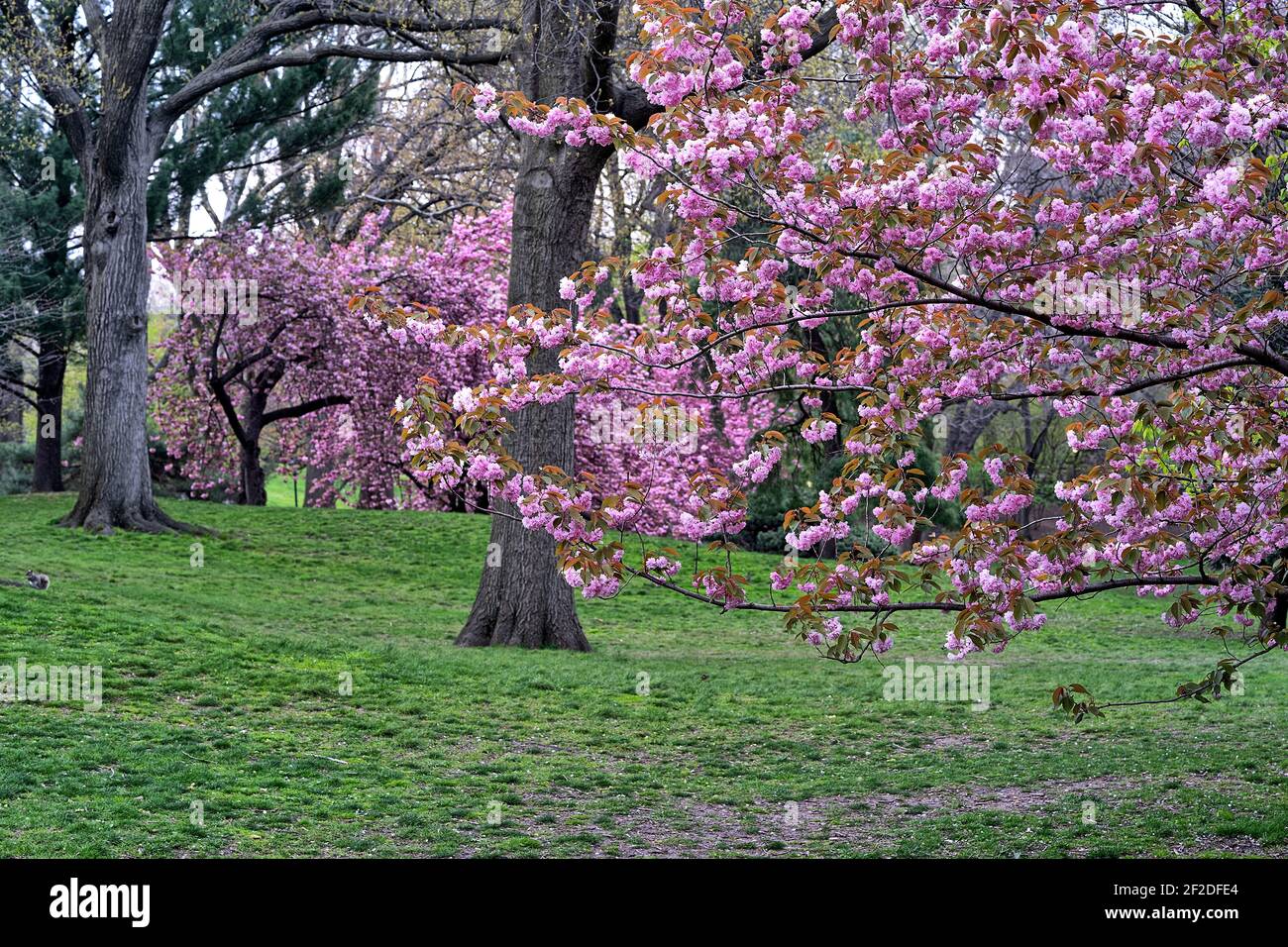 Spring in Central Park, New York City Stock Photo - Alamy