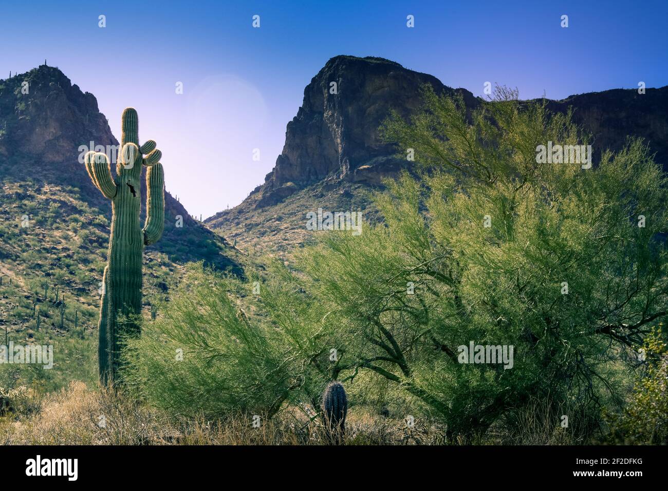 Sun flares over the saguaro covered peaks highlighting the 6-armed ...