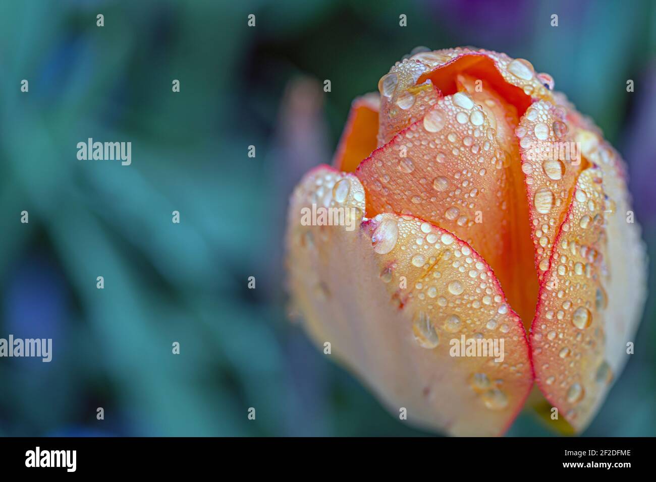 Tulip in spring in Shakespeare's garden in early spring after rain ...