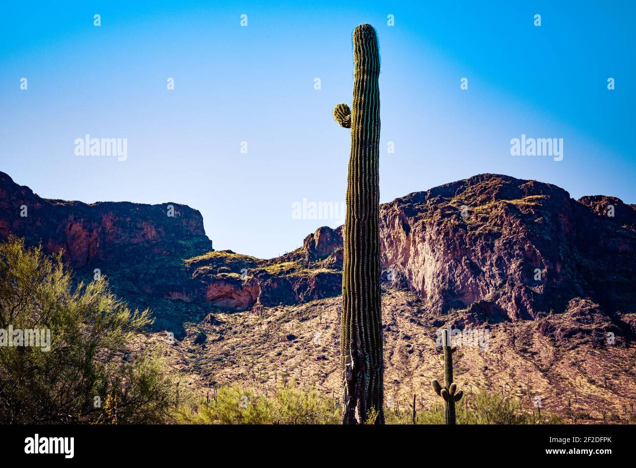 A tall saguaro cactus with one small arm located high against a blue ...