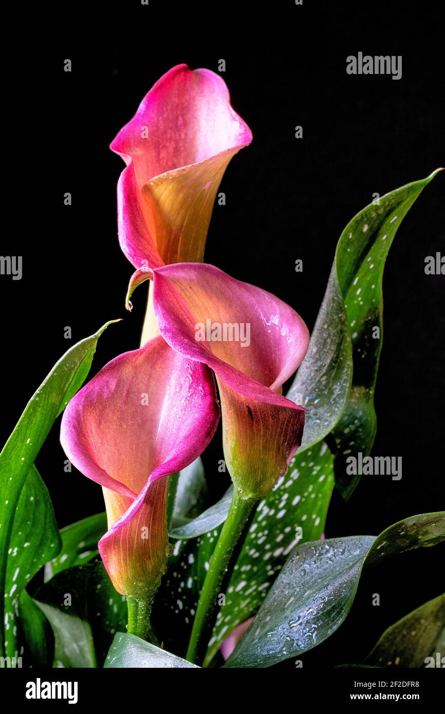 Calla lily in arrangement on black background Stock Photo - Alamy