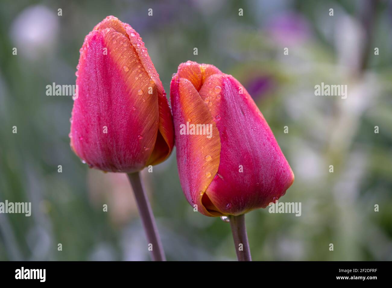 Tulip in spring in Shakespeare's garden in early spring after rain ...