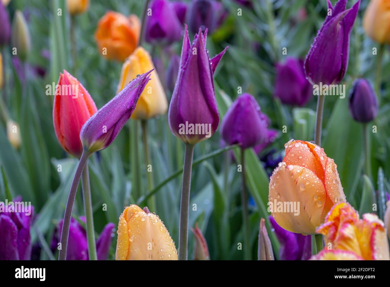 Tulip in spring in Shakespeare's garden in early spring after rain ...