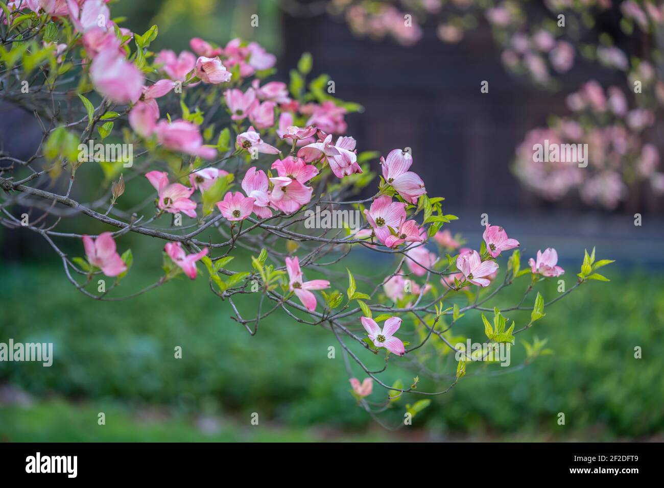 Cornus florida, the flowering dogwood, is a species of flowering tree ...