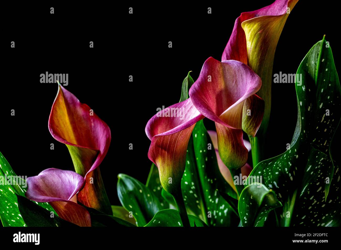 Calla lily in arrangement on black background Stock Photo - Alamy