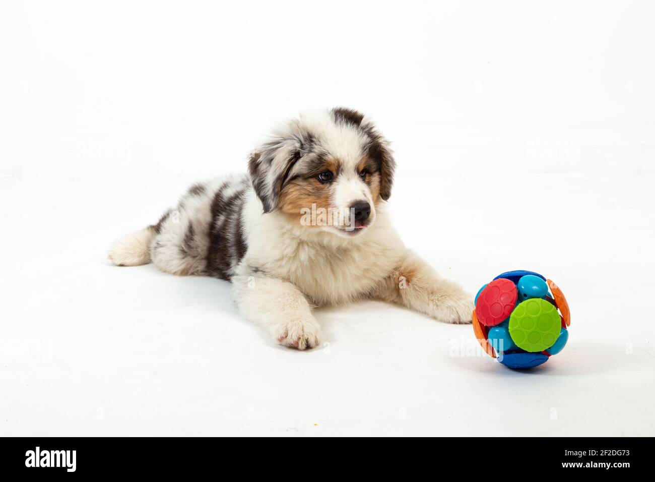 12 week old Blue Merle Australian Shepherd puppy on white background ...
