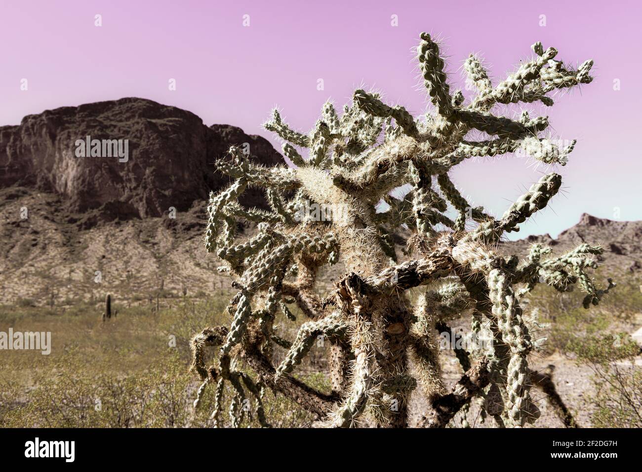 Upward angle view of pale green multi-armed cholla cactus in the desert ...