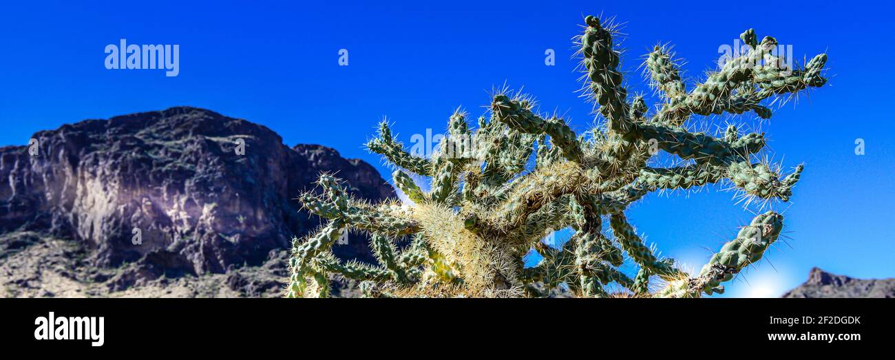A skyward and panoramic view of a cholla plant laden with arms and ...