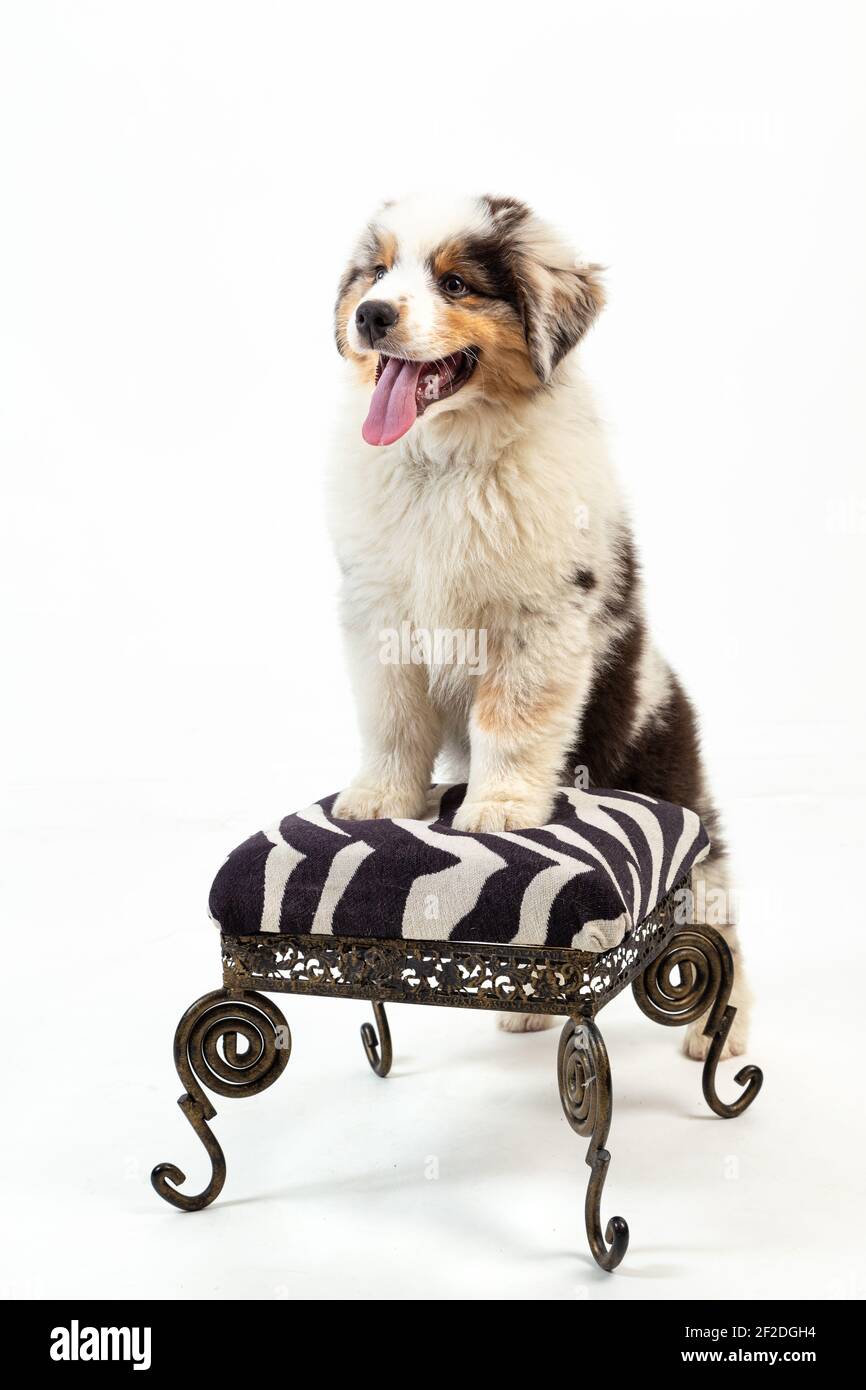 12 week old Blue Merle Australian Shepherd puppy on white background ...