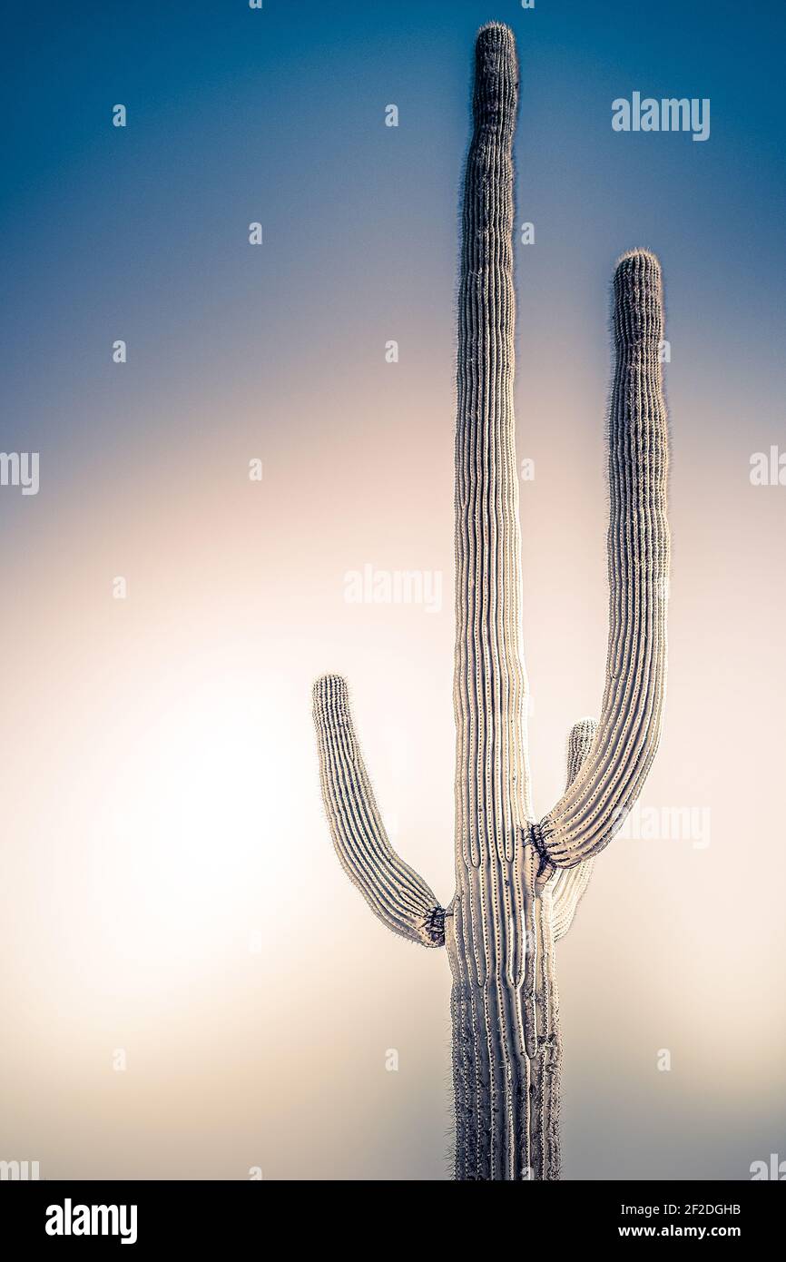 Top view of saguaro cactus hi-res stock photography and images - Alamy