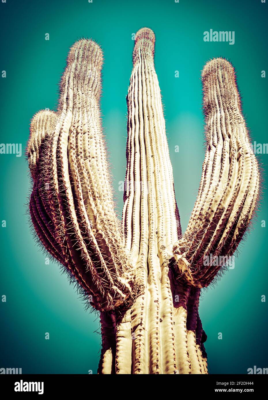 Multi armed cactus hi-res stock photography and images - Alamy