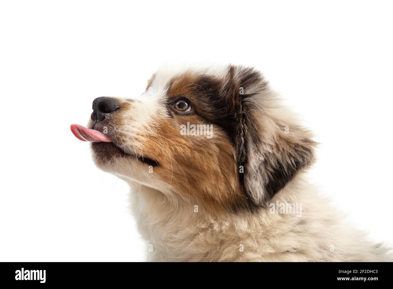 12 week old Blue Merle Australian Shepherd puppy on white background ...